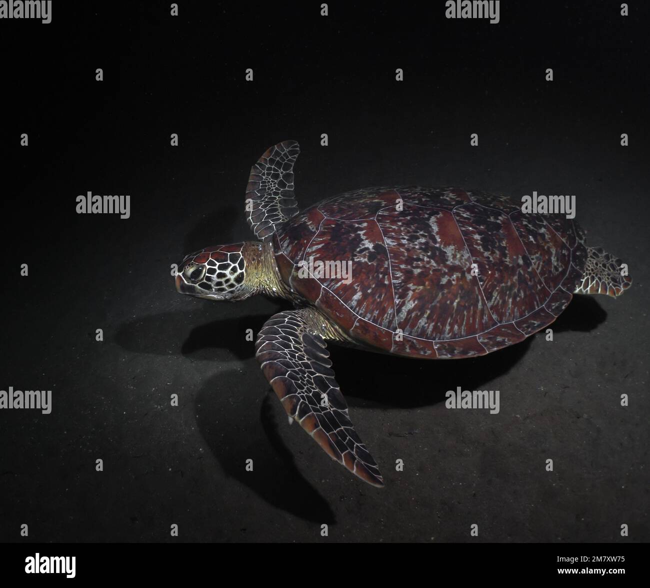 At night the sea turtle swims in the ocean Stock Photo - Alamy