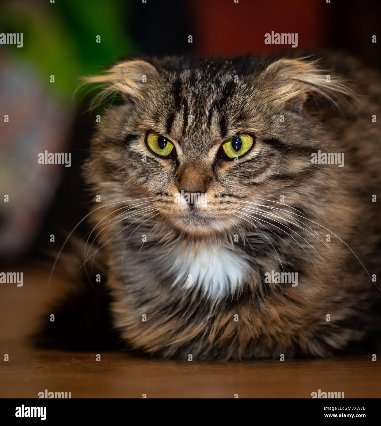 portrait of angry fluffy cat with ears down Stock Photo - Alamy