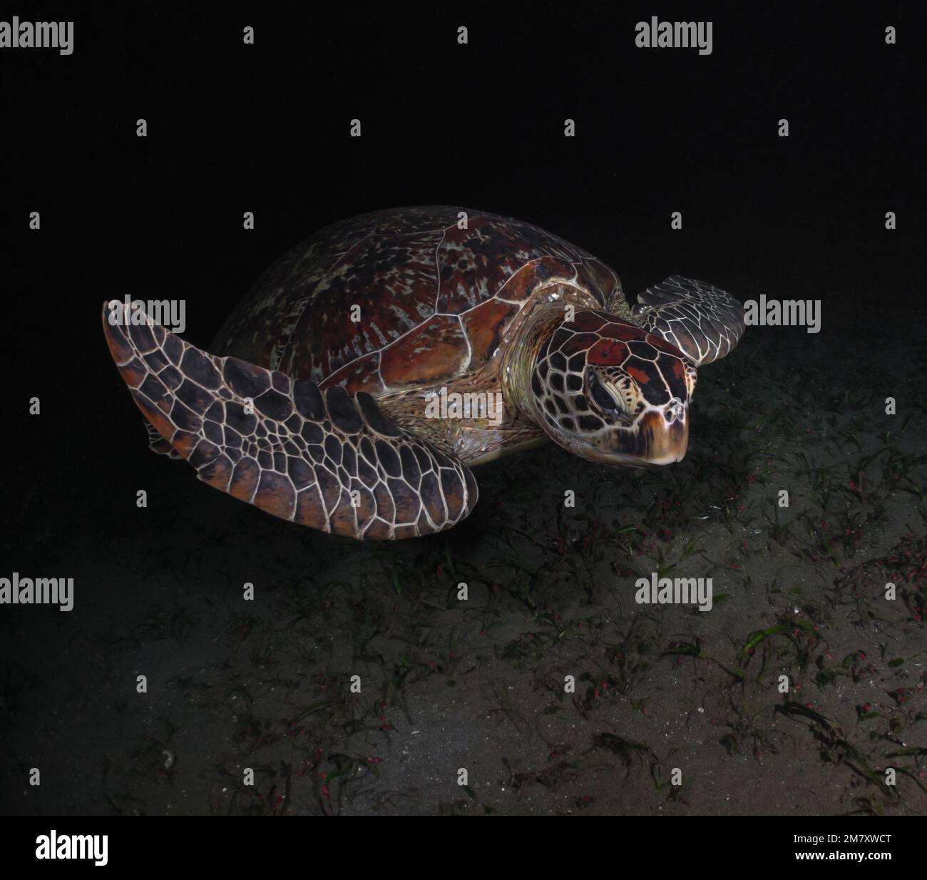 a large sea turtle swims in the ocean at night Stock Photo - Alamy
