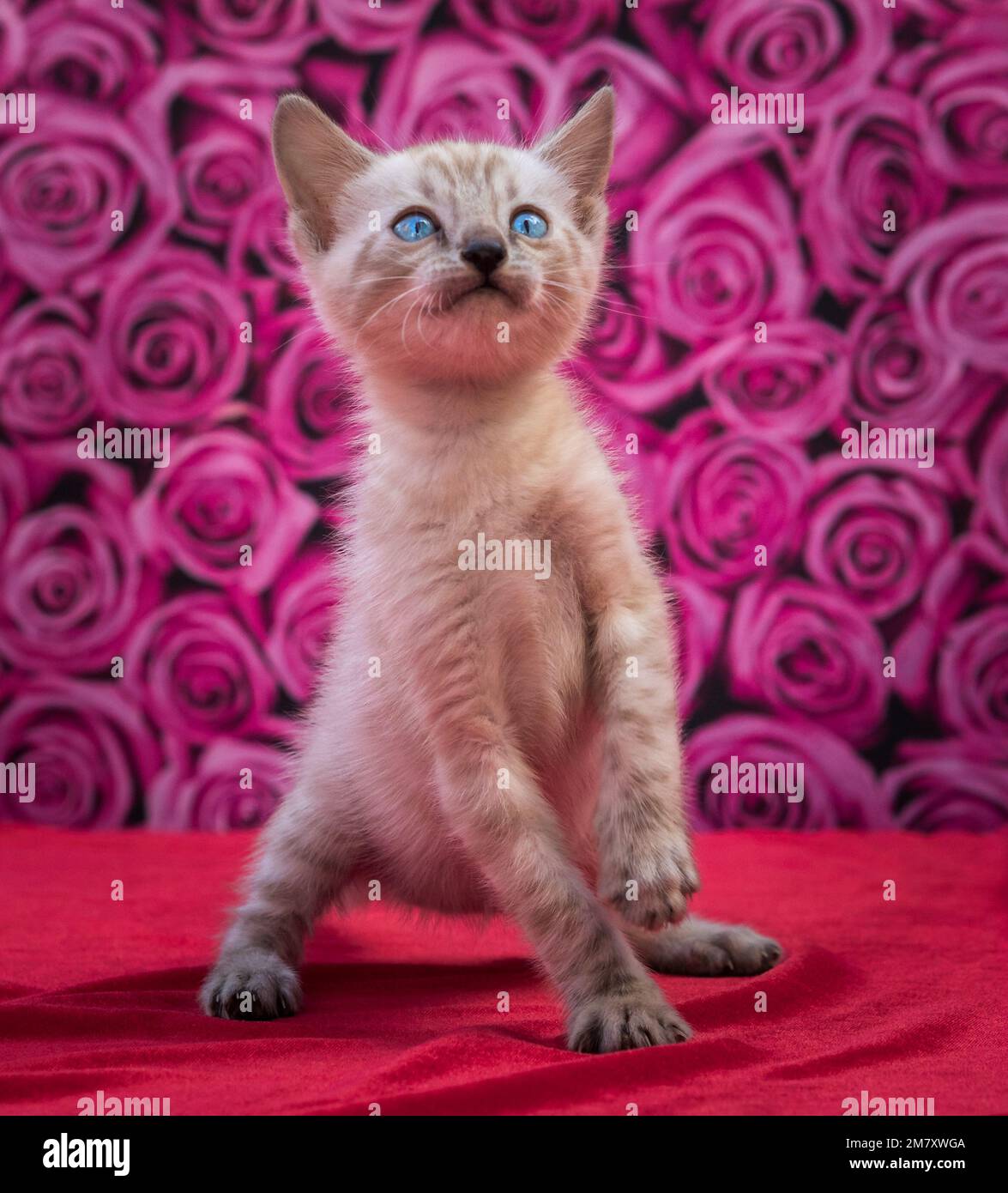 Pink roses cat hi-res stock photography and images - Alamy