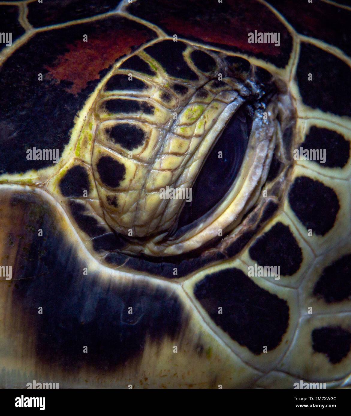 eye of an old sea turtle closeup Stock Photo - Alamy