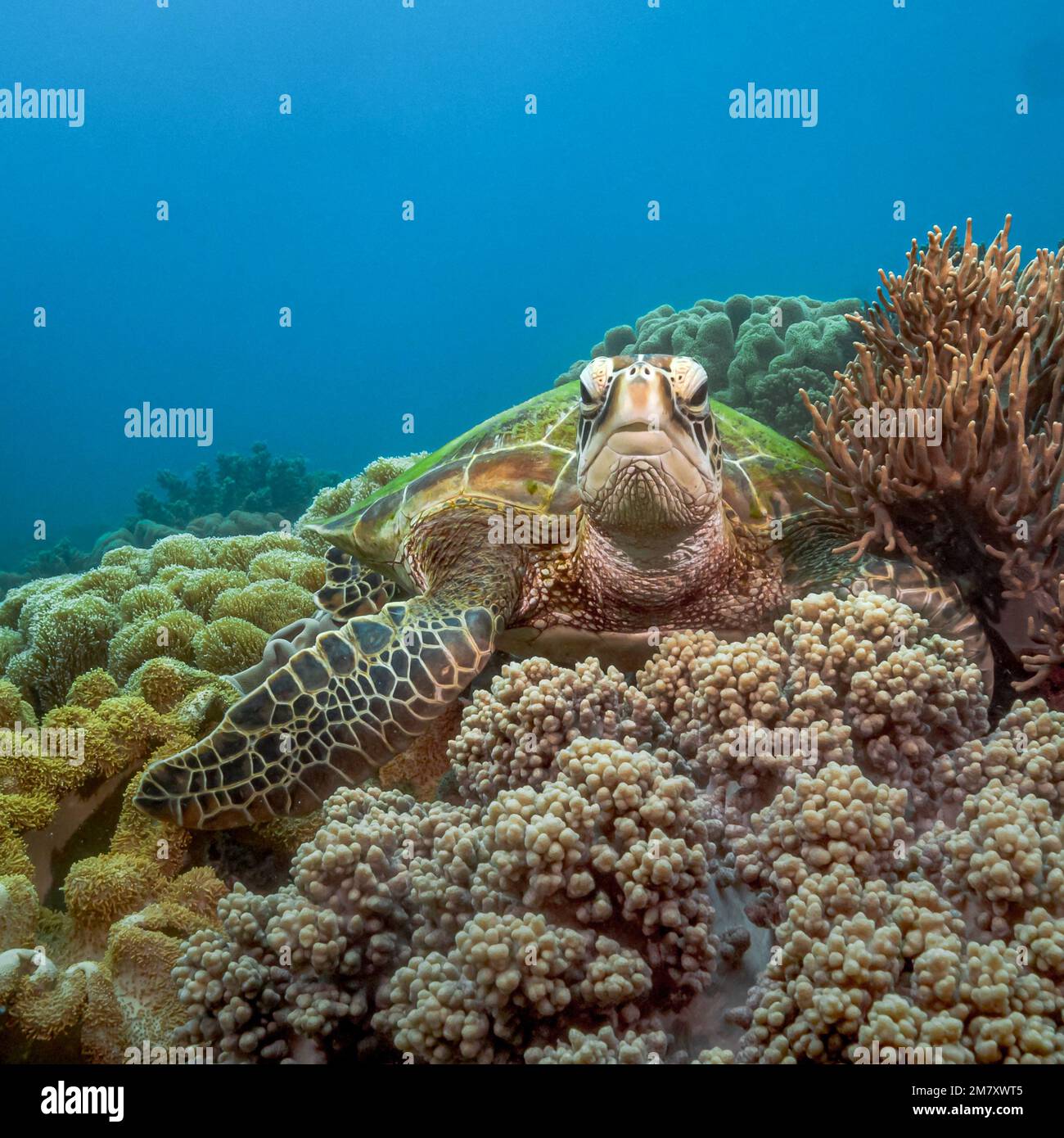 diving with a sea turtle in the ocean Stock Photo - Alamy