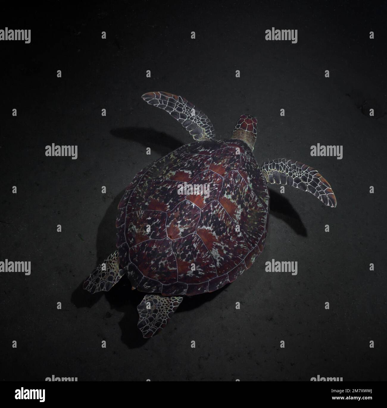 green sea turtle swims in the ocean at night Stock Photo - Alamy