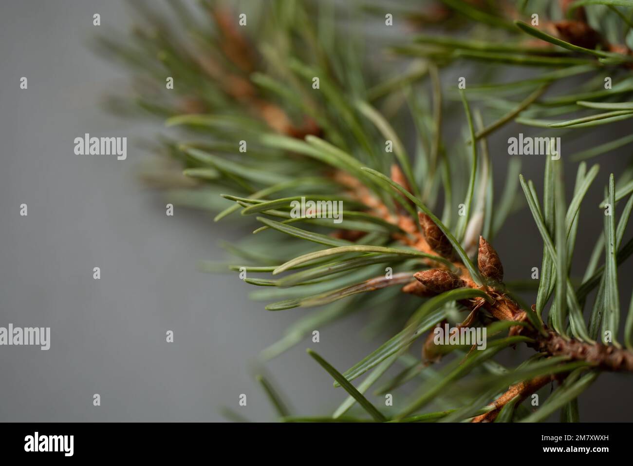 Evergreen branch with young pine cones on grey gray background. Forest ...