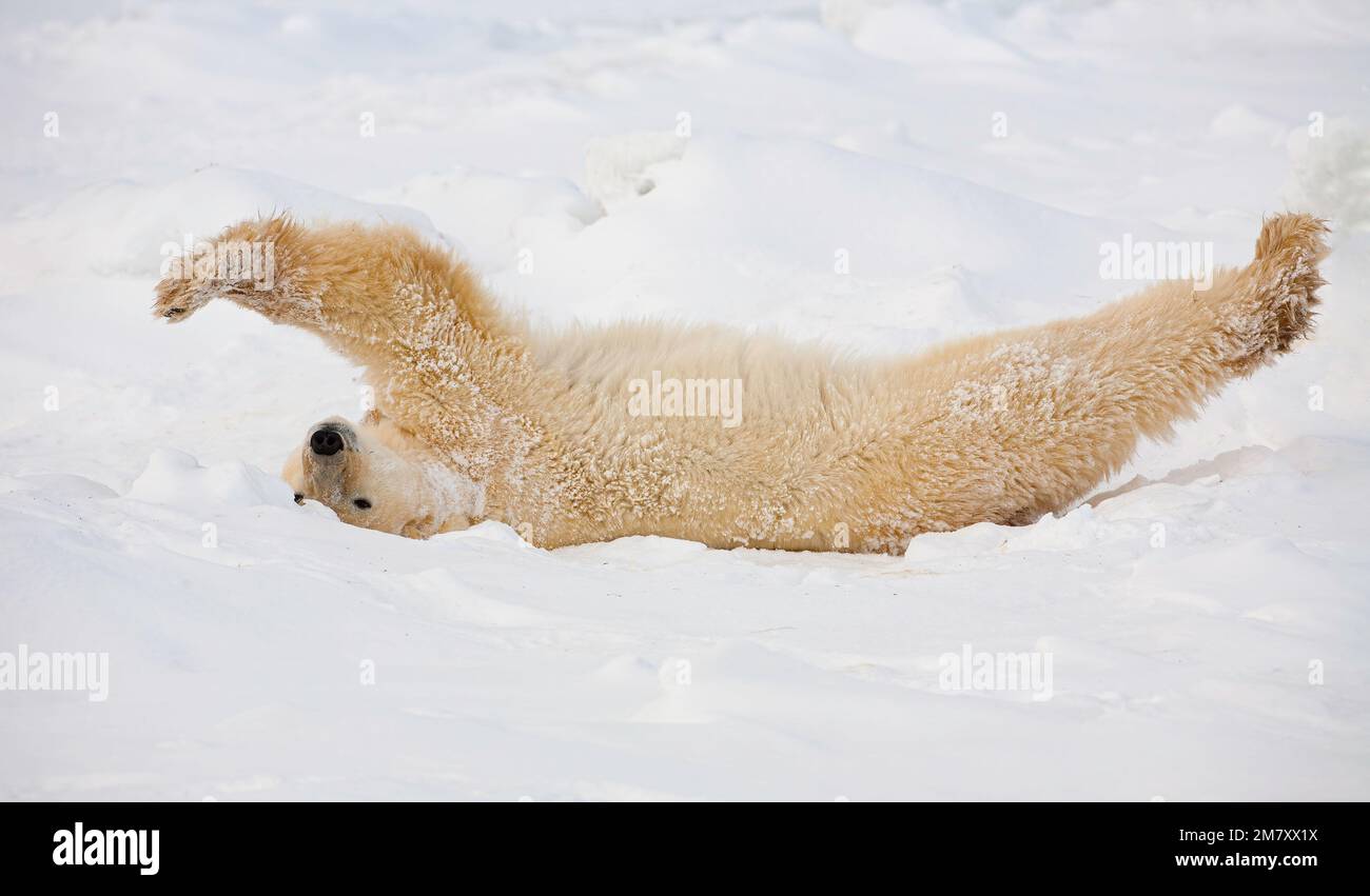 A polar bear stretching in snow in Wapusk National Park, Canada Stock ...