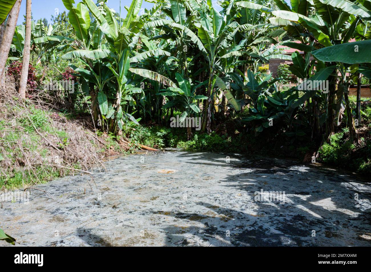Muranga Coffee processing Industry structures exteriors landscapes in ...