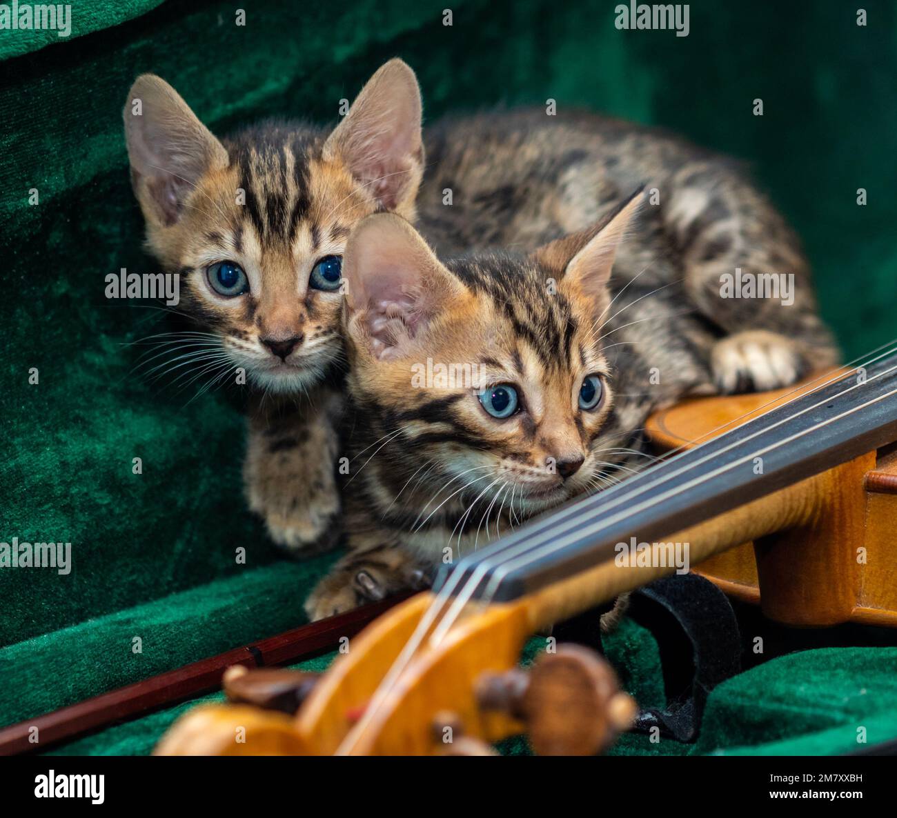 Kittens that are real hi-res stock photography and images - Alamy