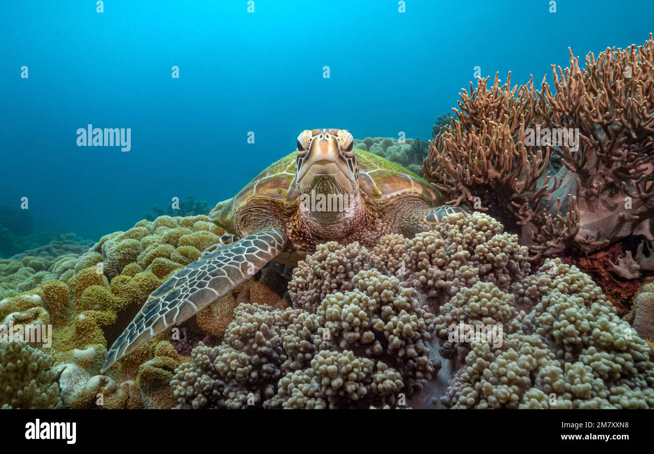 sea turtle in a colorful coral reef Stock Photo - Alamy