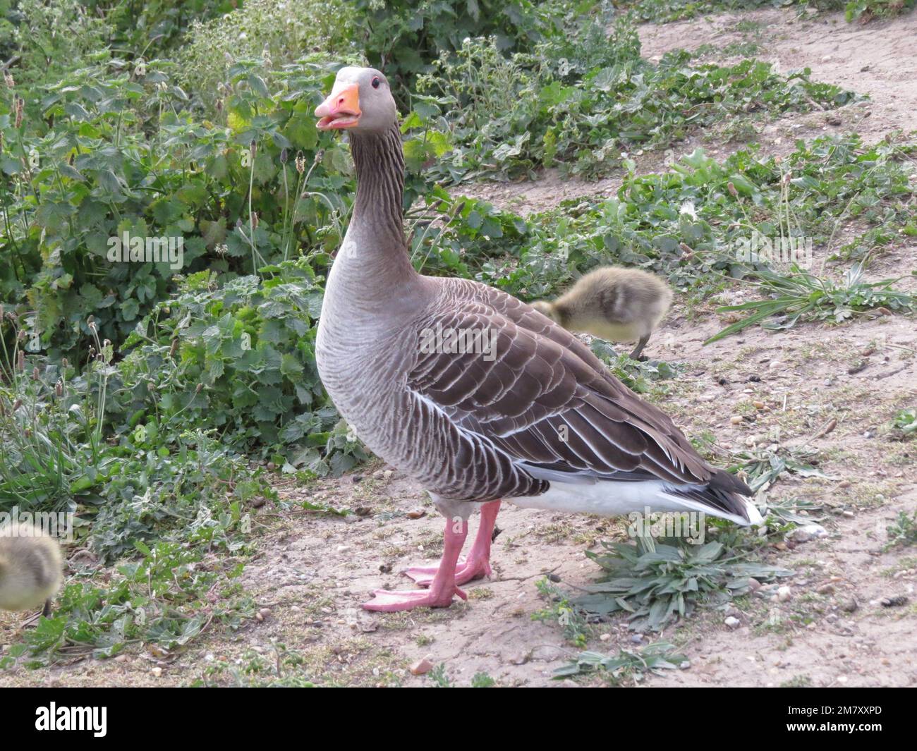 Greylag Goose with chicks surrounding Stock Photo - Alamy