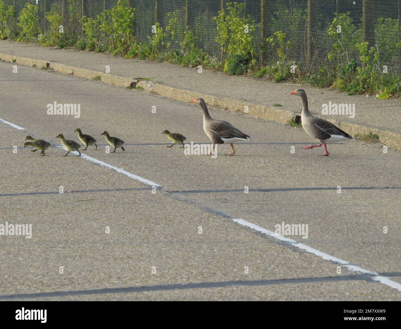 Greylag Geese and Chicks walking across road Stock Photo - Alamy