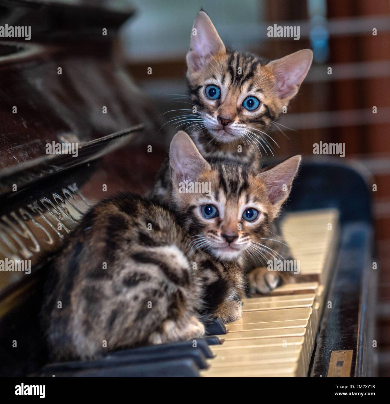 two small Bengal kittens are sitting on the piano Stock Photo - Alamy