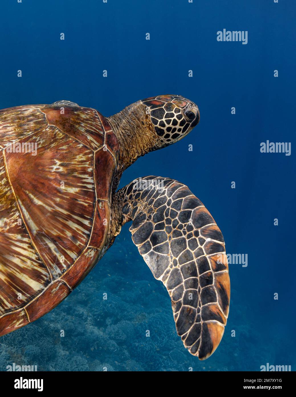 a large sea turtle swims in the blue ocean water Stock Photo - Alamy