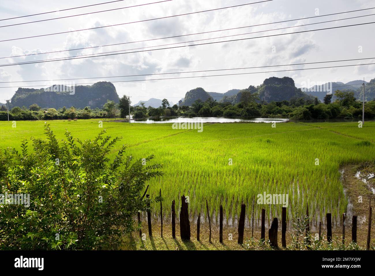 Landscape. Paddy with fence in Laos Stock Photo - Alamy