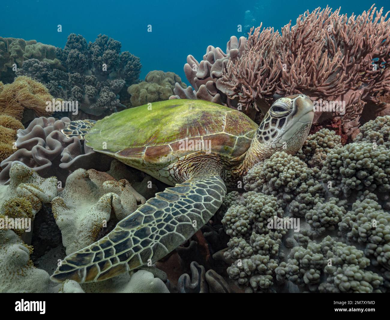 big green ocean turtle underwater lies resting on a soft coral reef ...