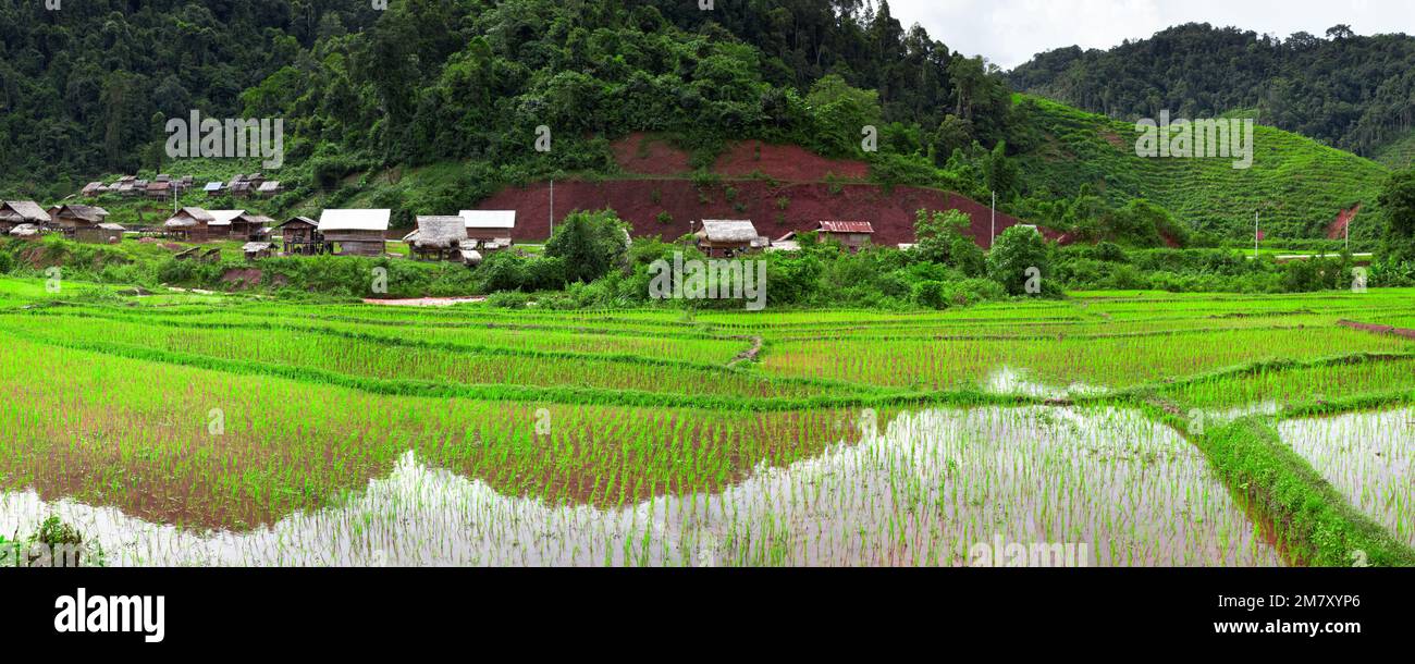 The rice field in a Khamu village. Laos Stock Photo - Alamy