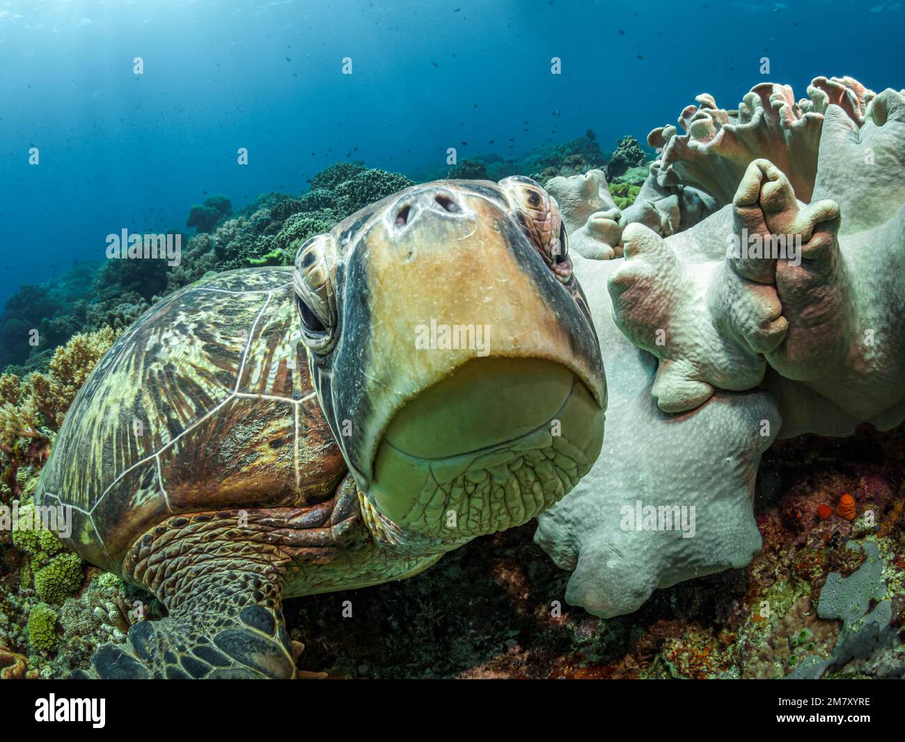 big sea turtle looking at the camera Stock Photo - Alamy