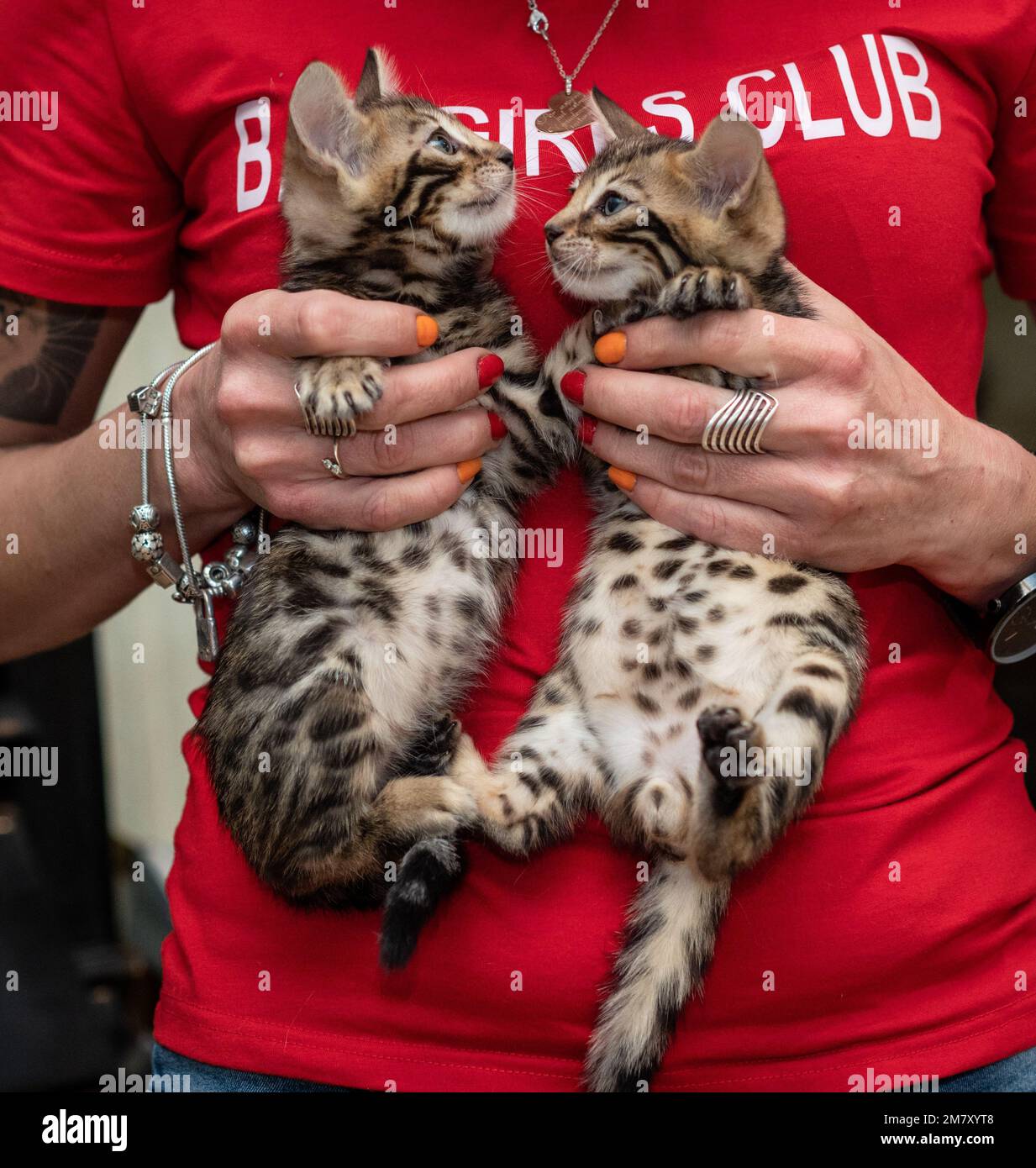 A person holding two little bengal kittens in hands on a red background ...