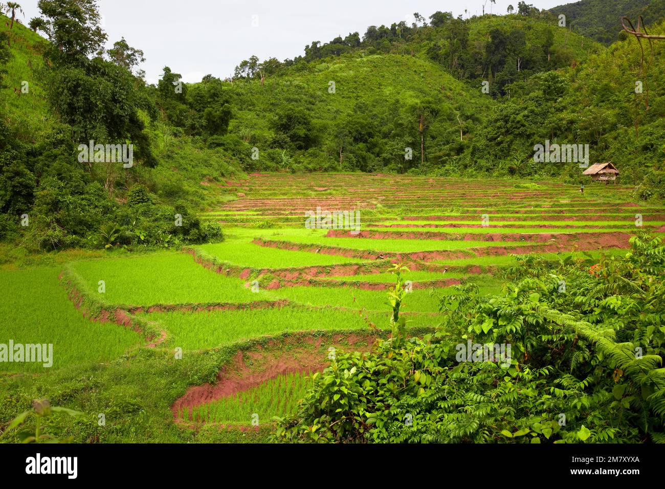 The rice field in a Khamu village. Laos Stock Photo - Alamy