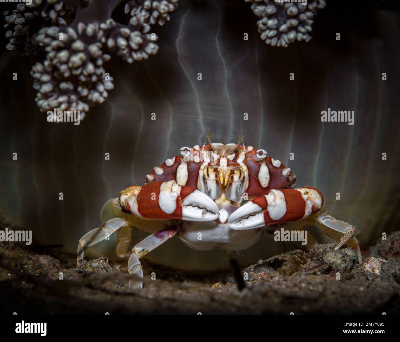 macro photography of a small striped crab at the bottom of the sea at ...