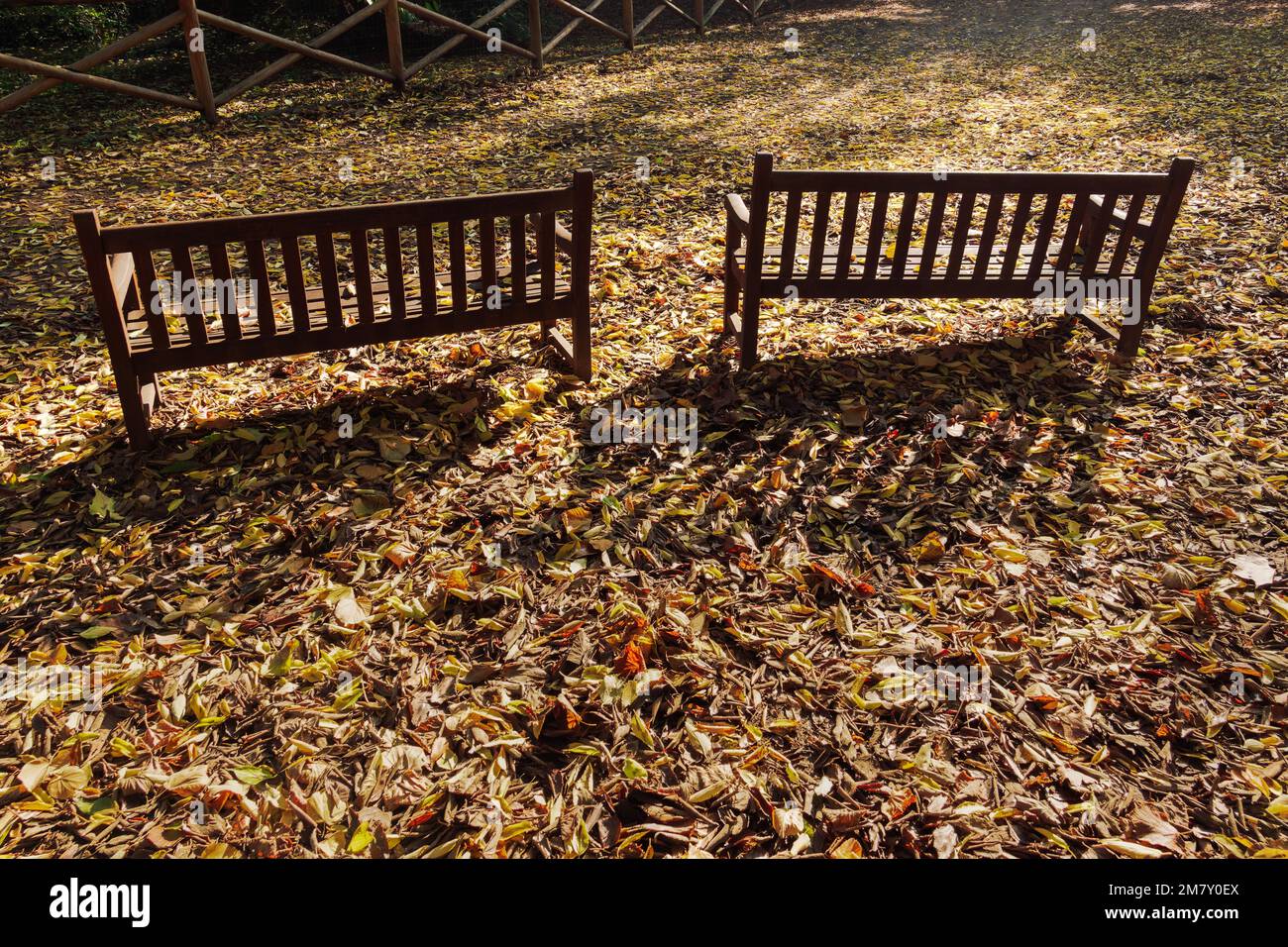 Empty wooden benches at a park with a bed of fallen leaves during fall ...