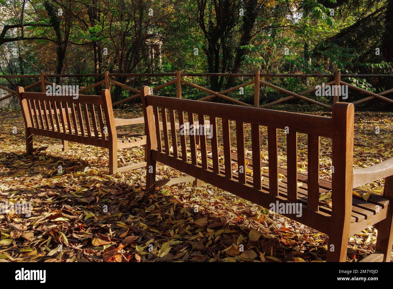 Empty wooden benches at a park with fallen leaves around trees during ...