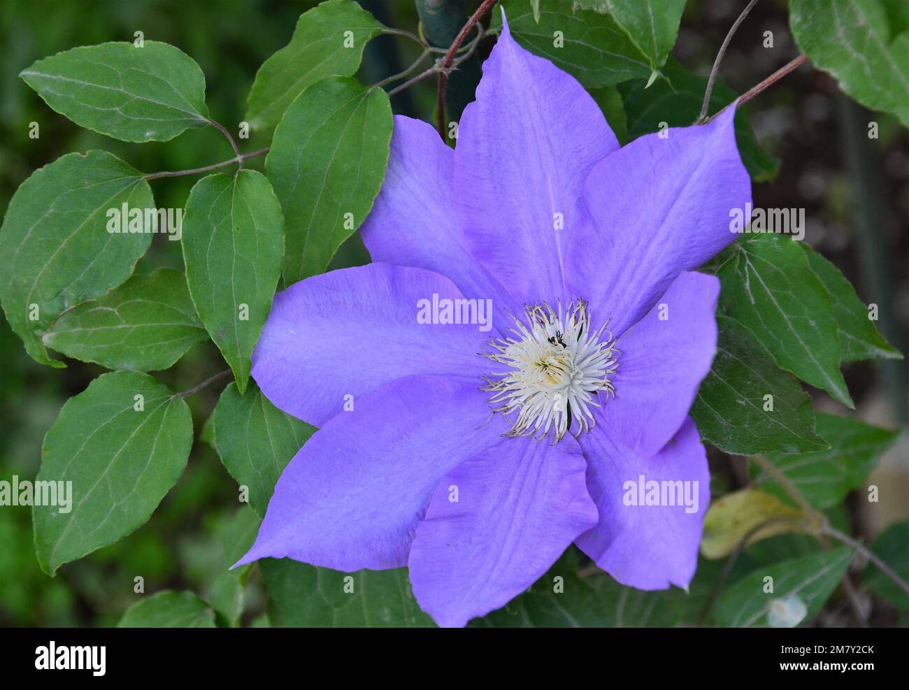 A close-up shot of a purple Asian virginsbower flower on a soft blurry ...