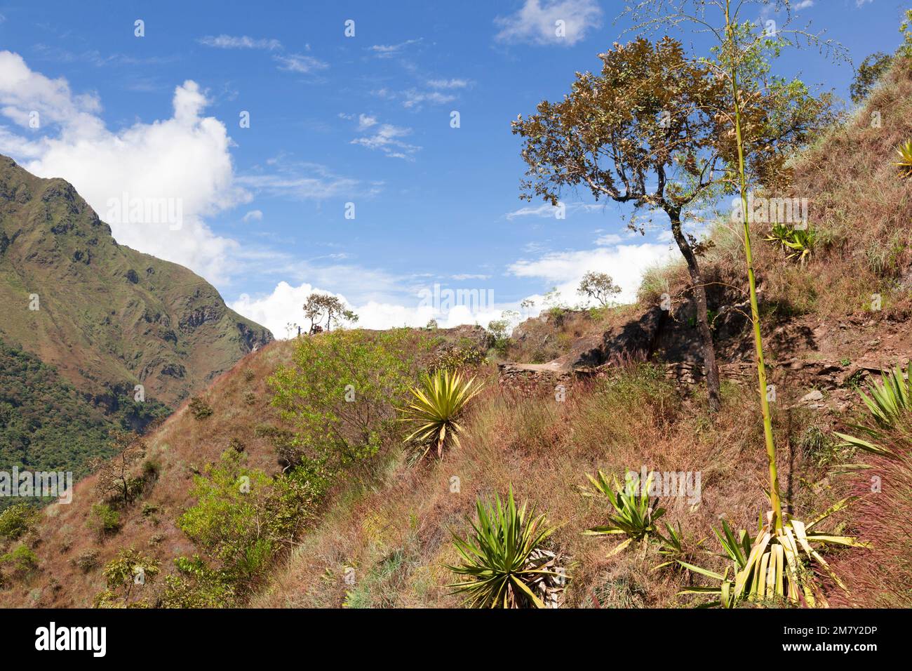 Inca Trail. Way to Machupicchu. Peru Stock Photo - Alamy
