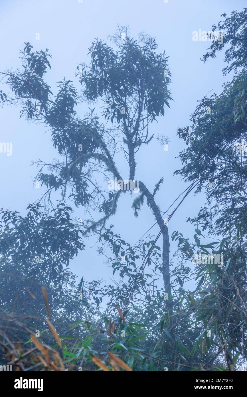 Tree in the early morning mist in Machu Picchu Stock Photo - Alamy