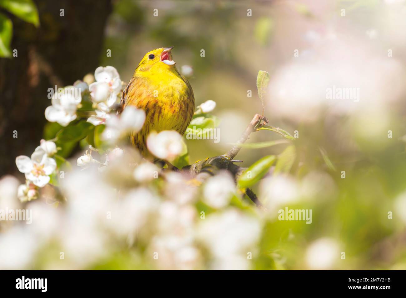 Yellow hammer bird hi-res stock photography and images - Alamy