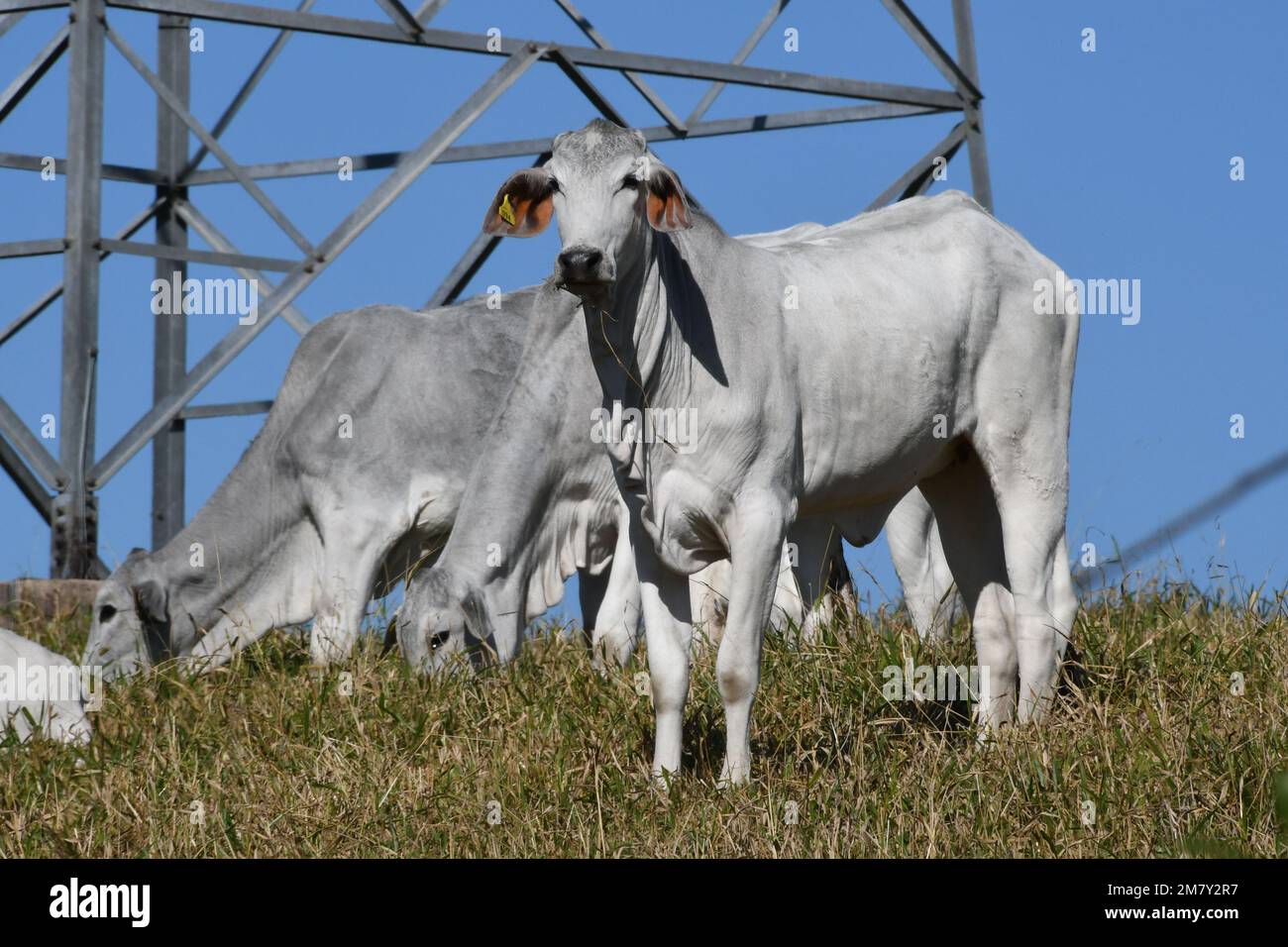 Brazilian Nelore cow grazing Stock Photo - Alamy