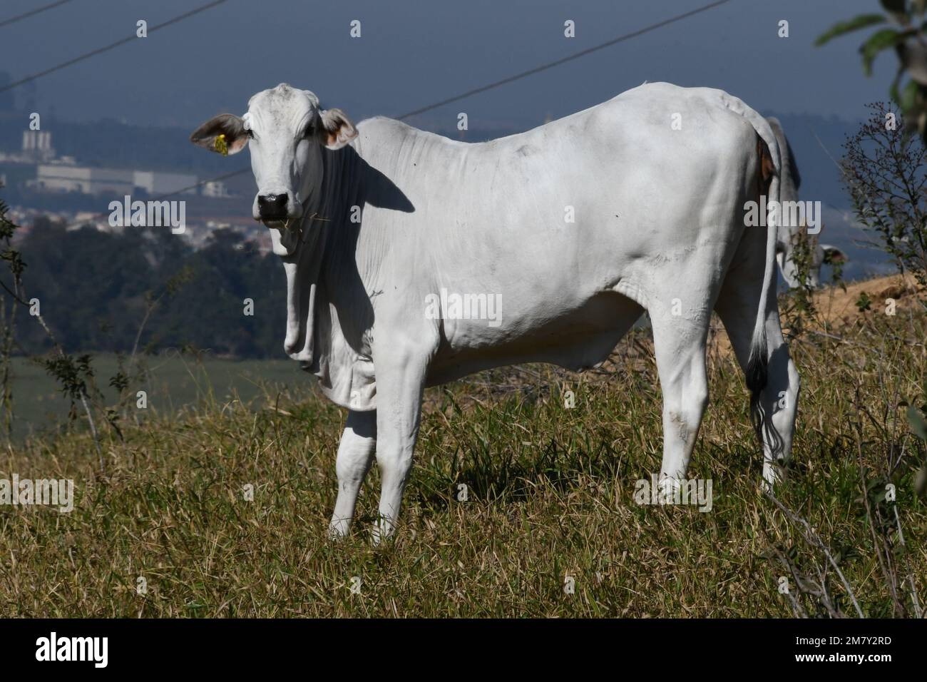 Brazilian Nelore cow grazing Stock Photo - Alamy