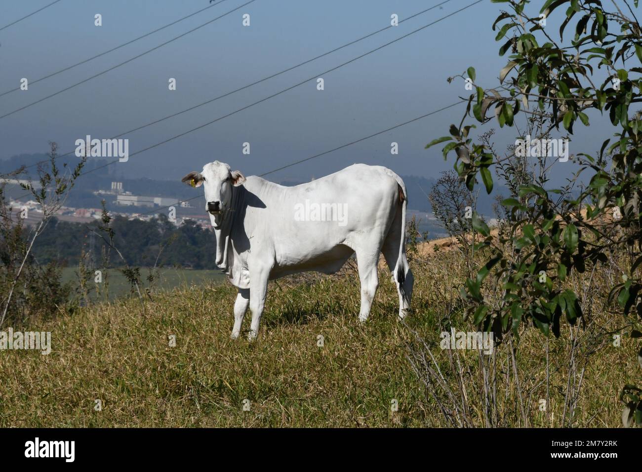 Brazilian Nelore cow grazing Stock Photo - Alamy