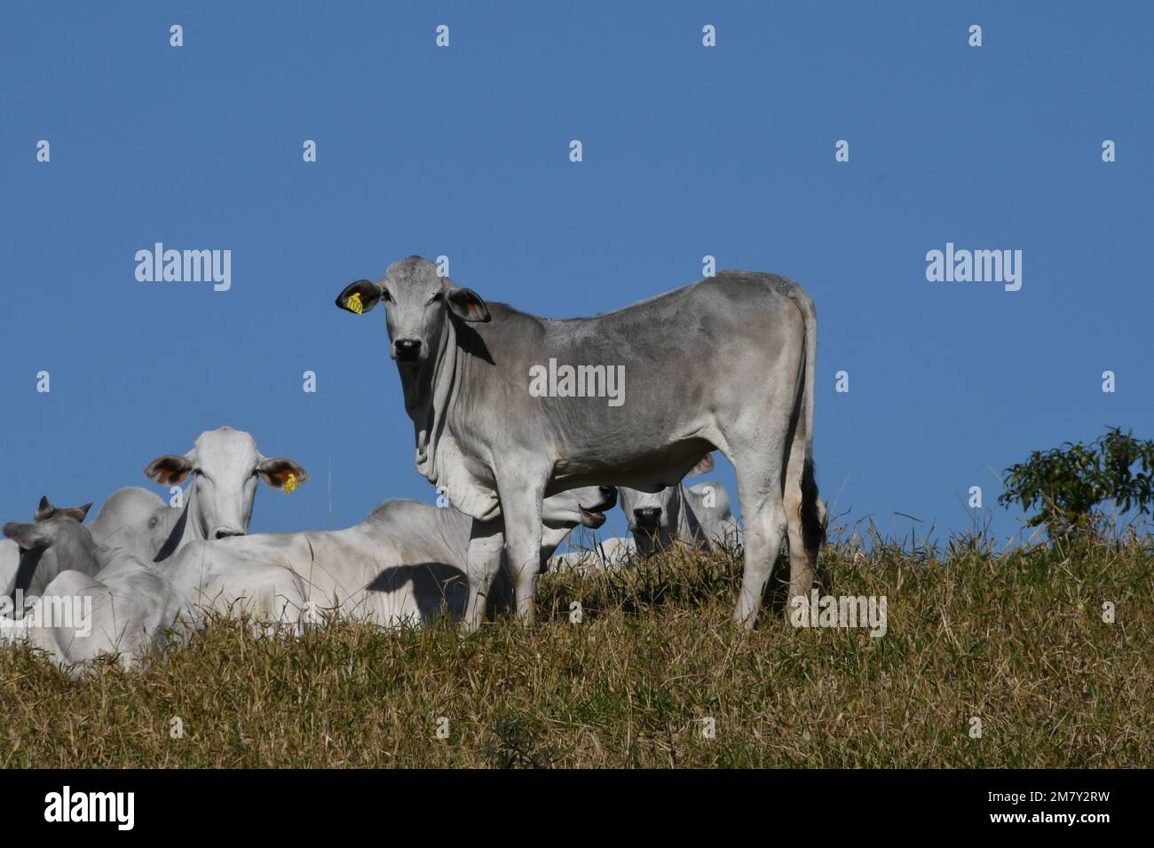 Brazilian Nelore cow grazing Stock Photo - Alamy