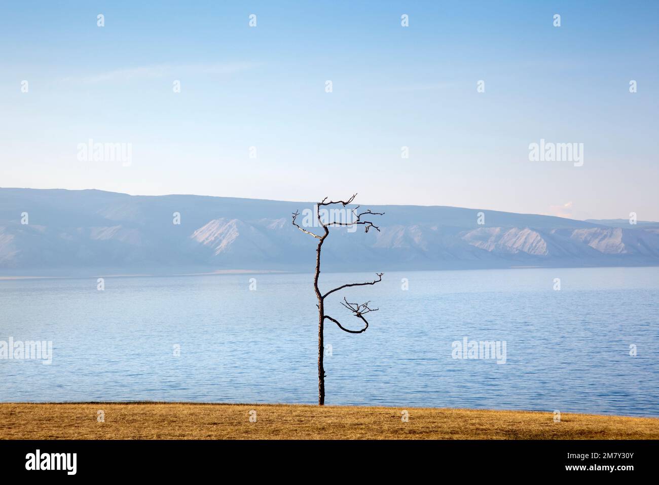 Shamanic tree hi-res stock photography and images - Alamy