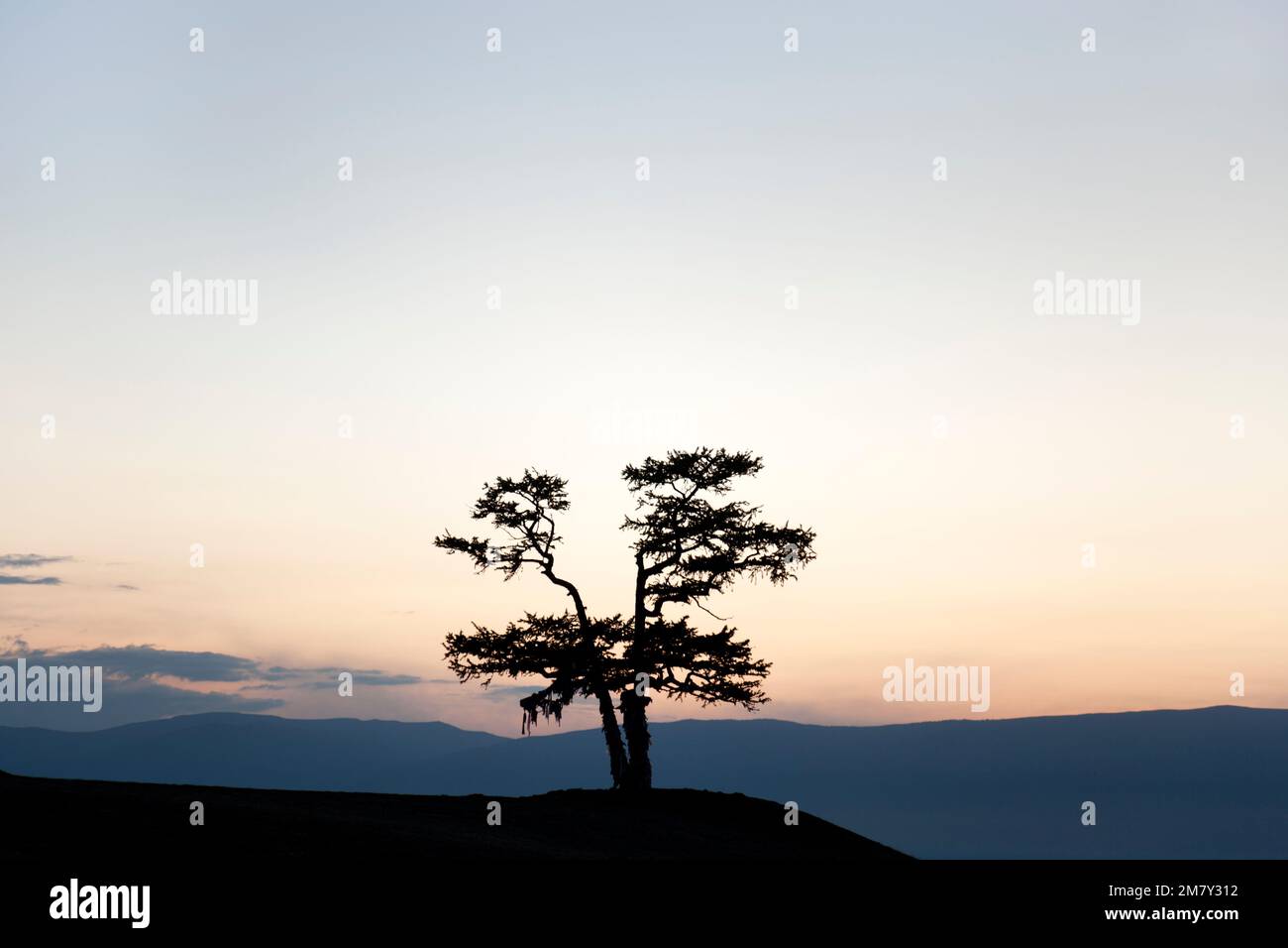 Shamanic tree hi-res stock photography and images - Alamy
