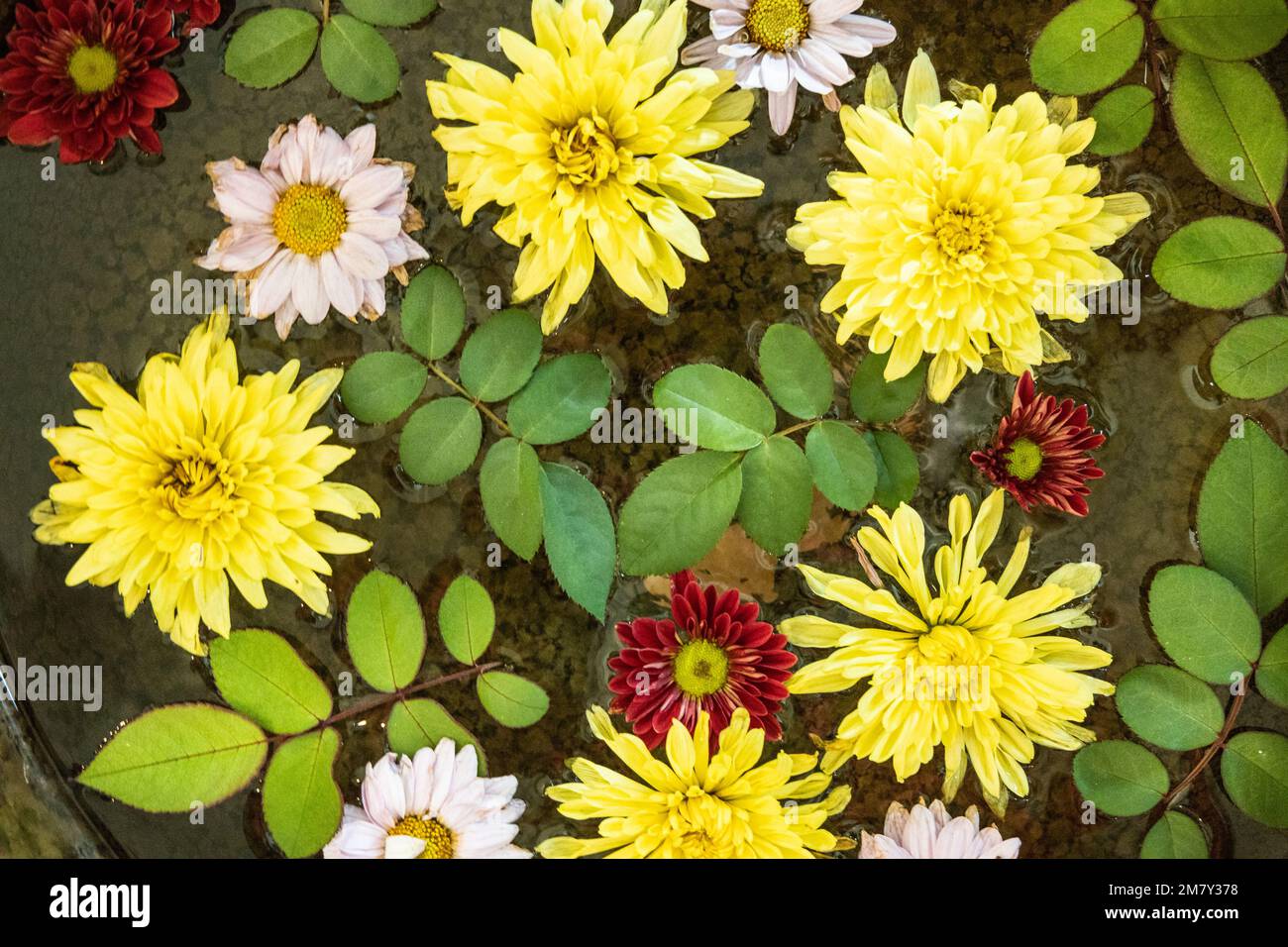 Closeup on pretty floating daisy flower petals and leaves on water in ...