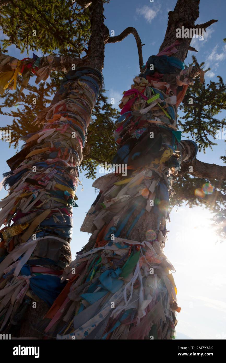 Backlight of a shamanic tree with the bottom of Lake Baikal Stock Photo ...