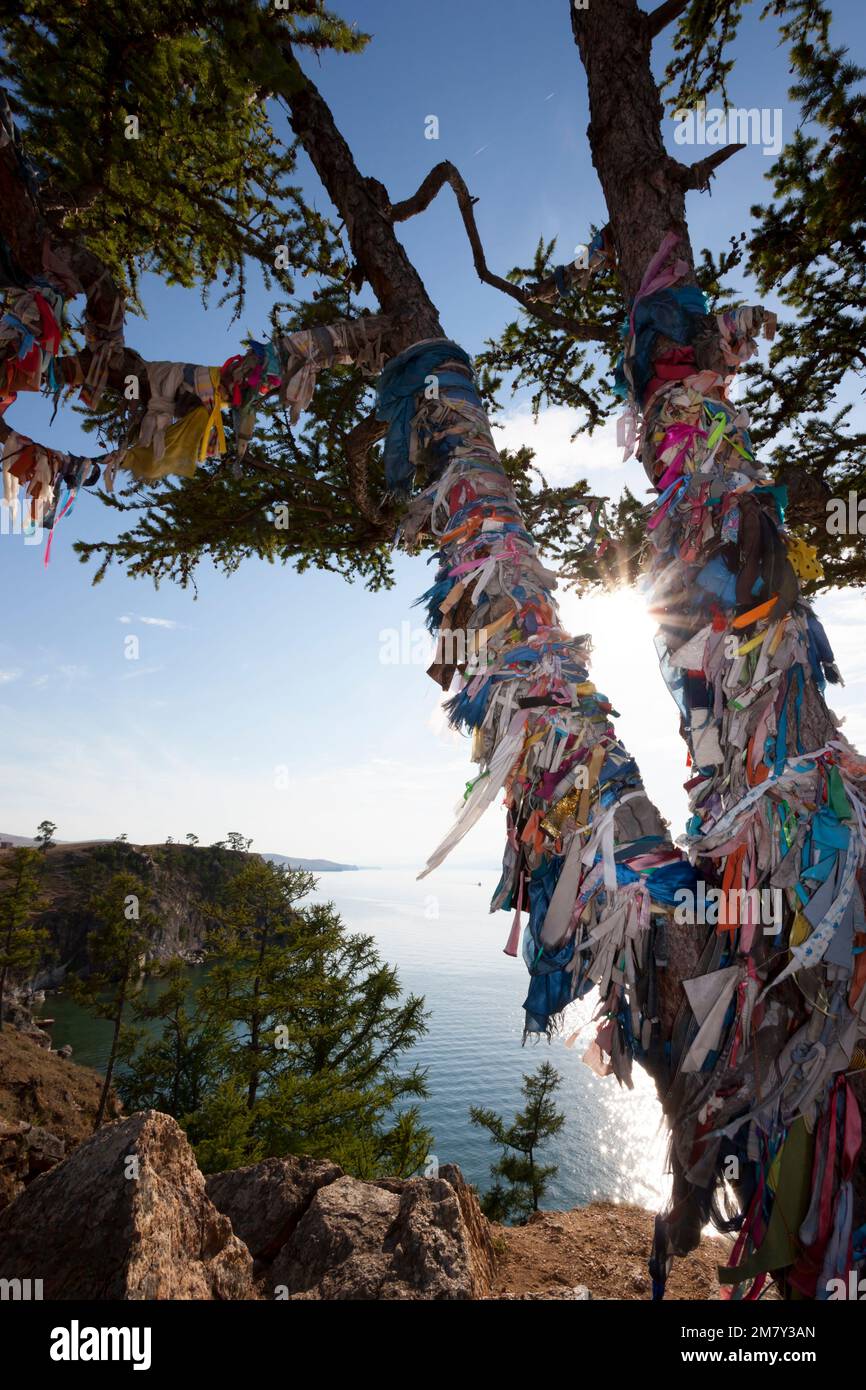 Backlight of a shamanic tree with the bottom of Lake Baikal Stock Photo ...