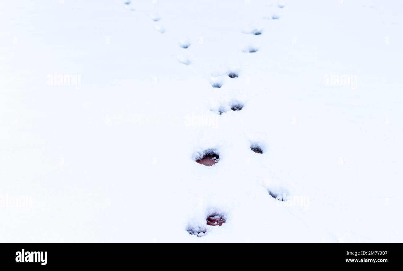 Footprints of wild animals and birds on deep white snow Stock Photo - Alamy