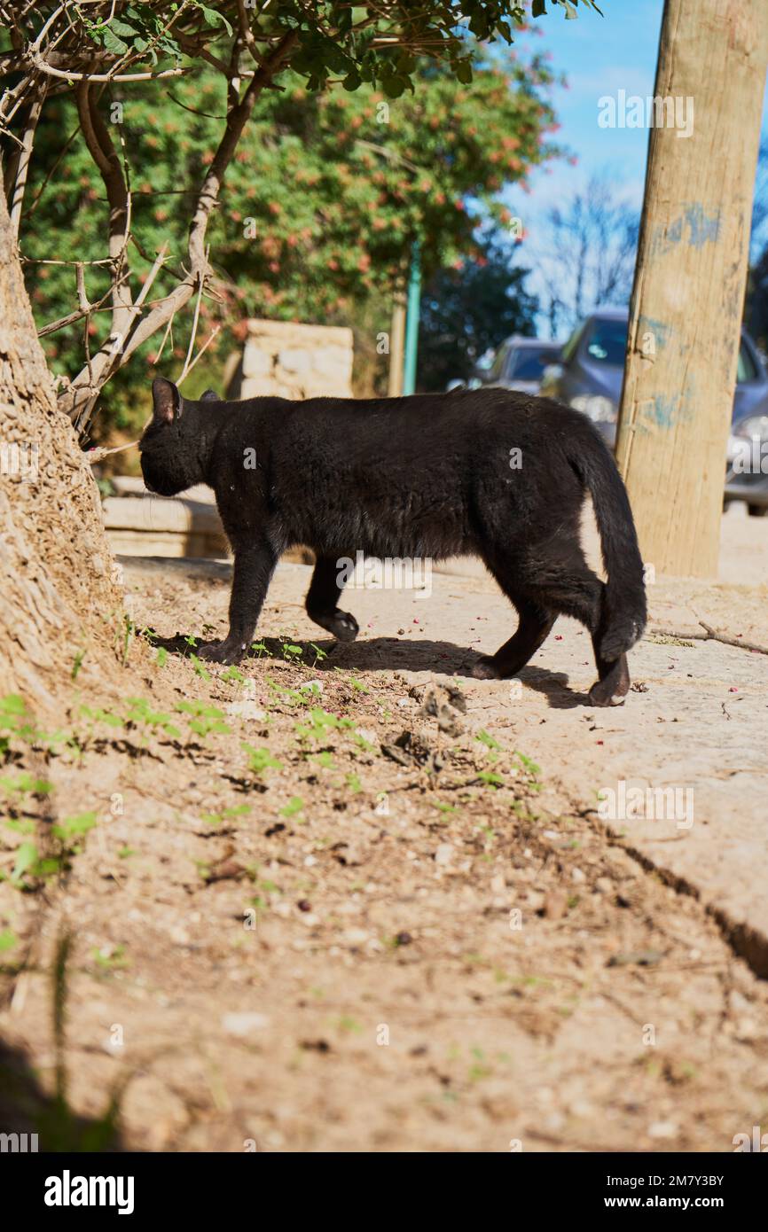 Homeless cat walking city hi-res stock photography and images - Alamy