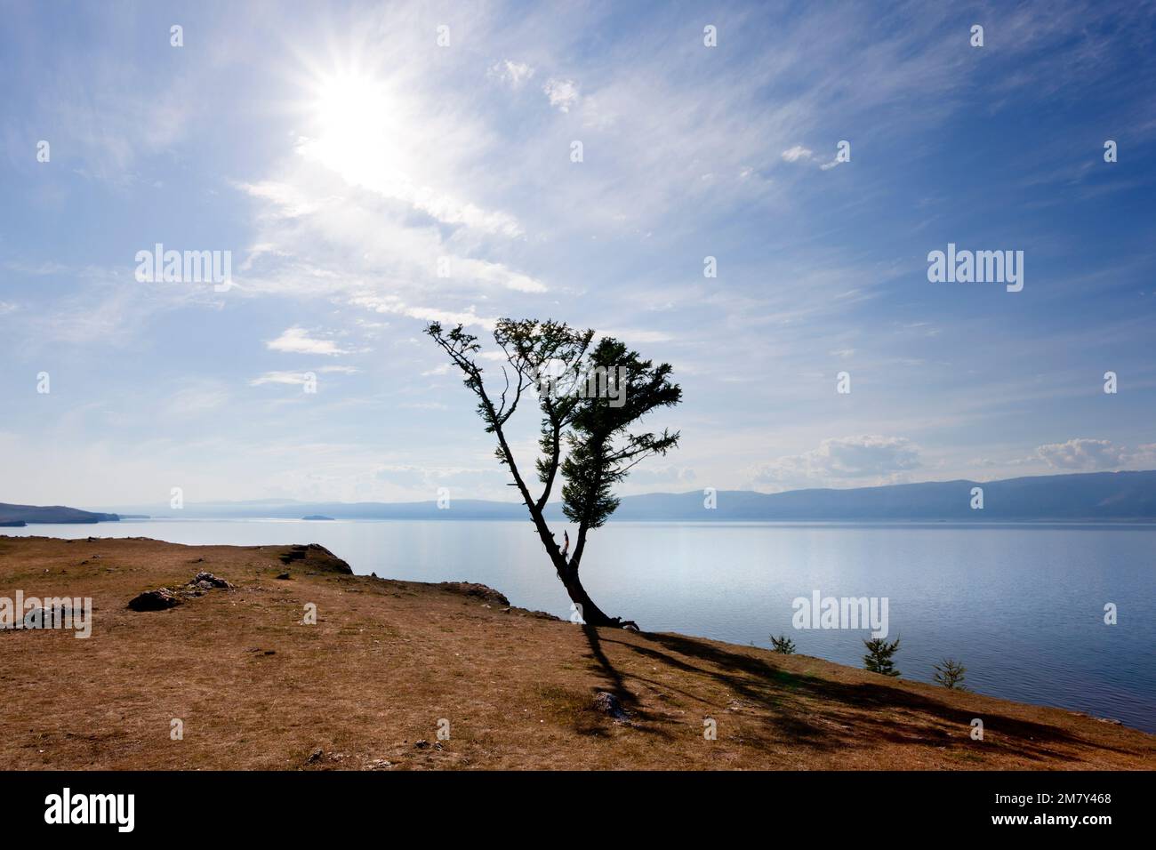 Backlight of a shamanic tree with the bottom of Lake Baikal Stock Photo ...