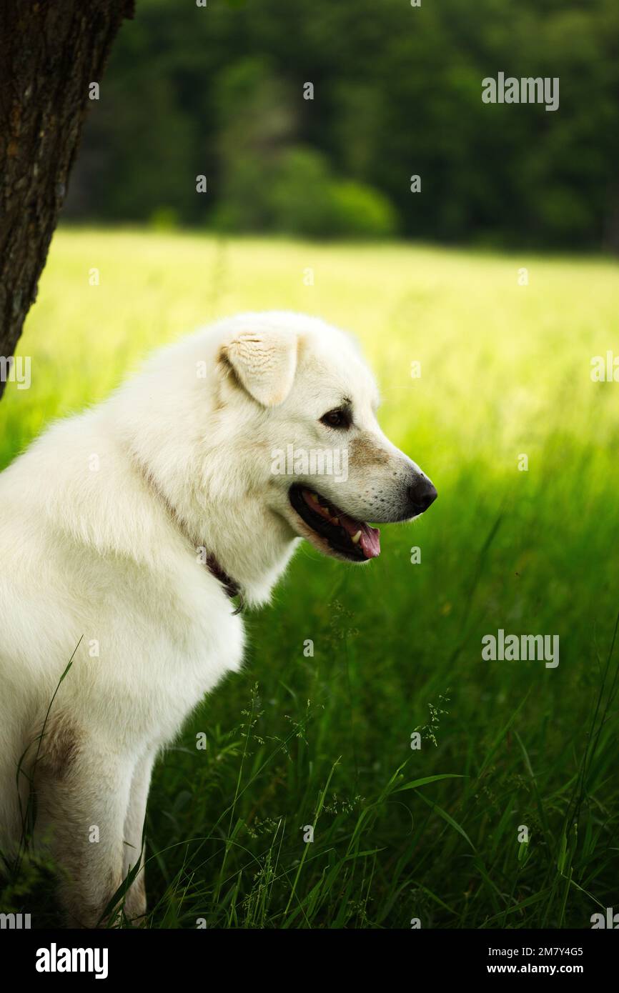 A vertical shot of a fluffy white Maremmano sheepdog on a grassy green ...