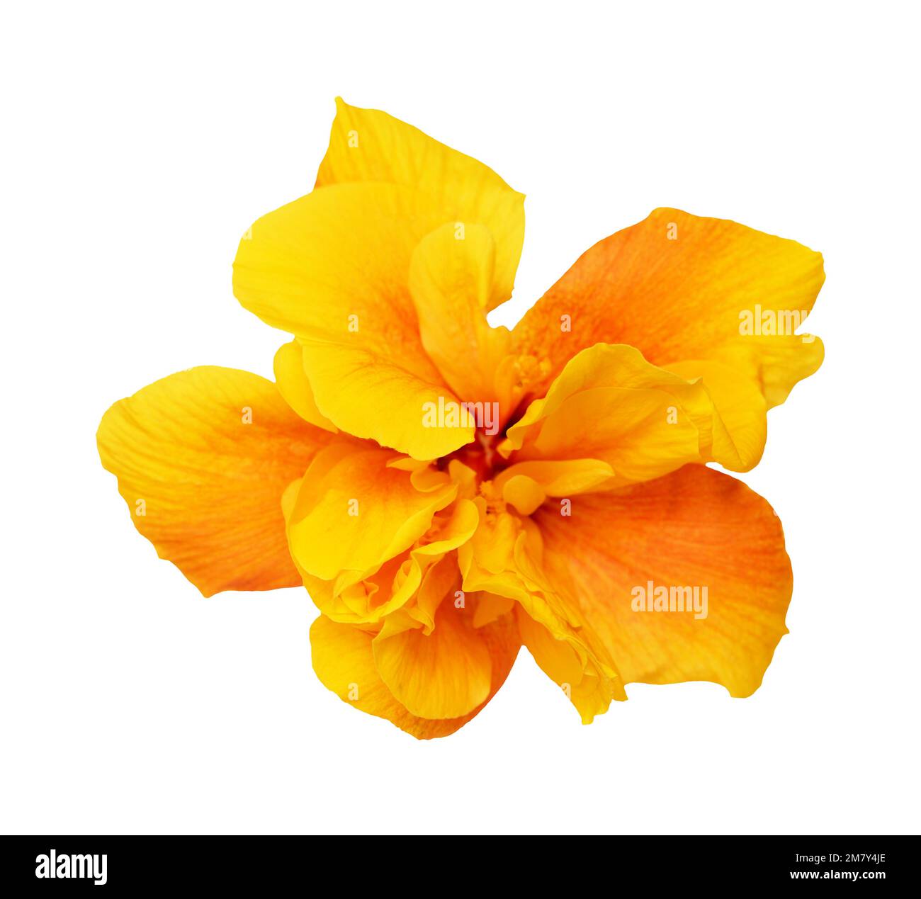 Beautiful yellow hybrid Hibiscus rosa-sinensis aka Chinese hibiscus ... Beautiful yellow hybrid Hibiscus rosa-sinensis aka Chinese hibiscus ...