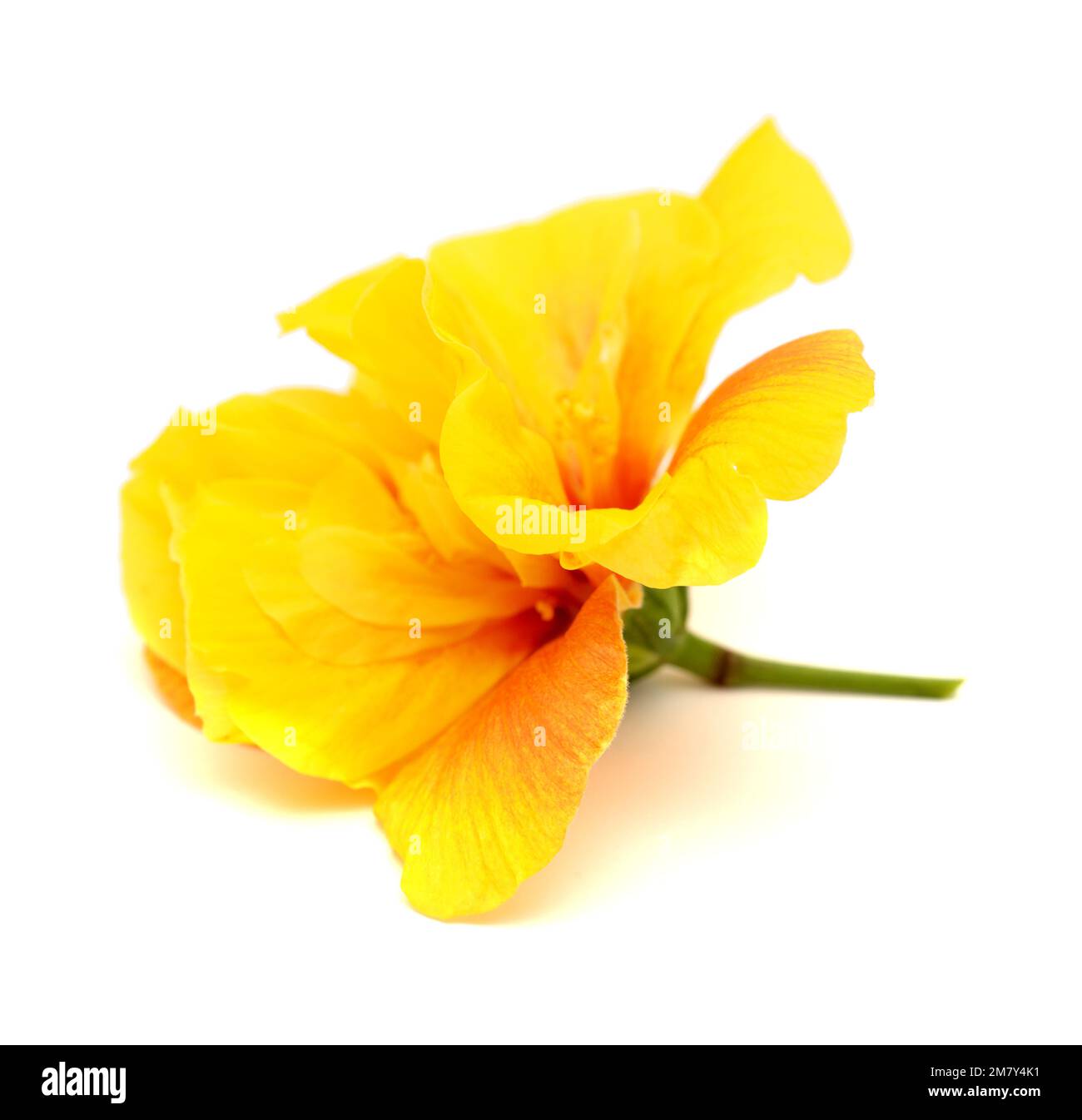 Beautiful yellow hybrid Hibiscus rosa-sinensis aka Chinese hibiscus ...