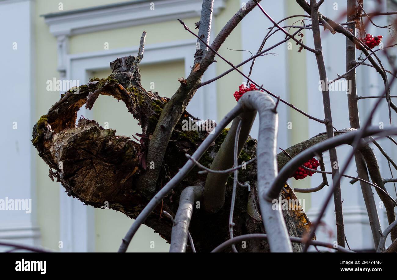 Broken mutilated tree close up with bent branches on urban background ...