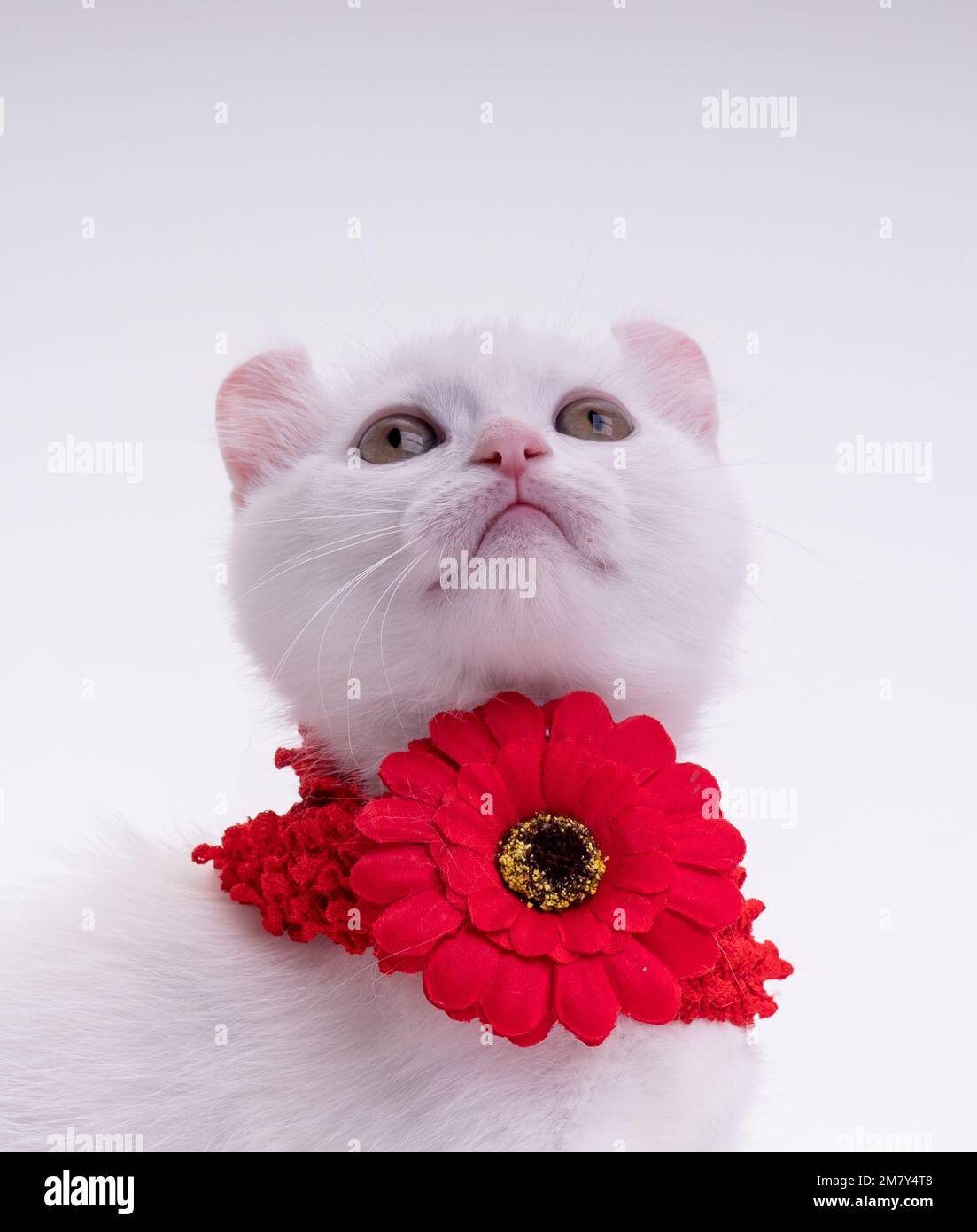 Portrait of a snow-white kitten in a red collar with a flower of the ...