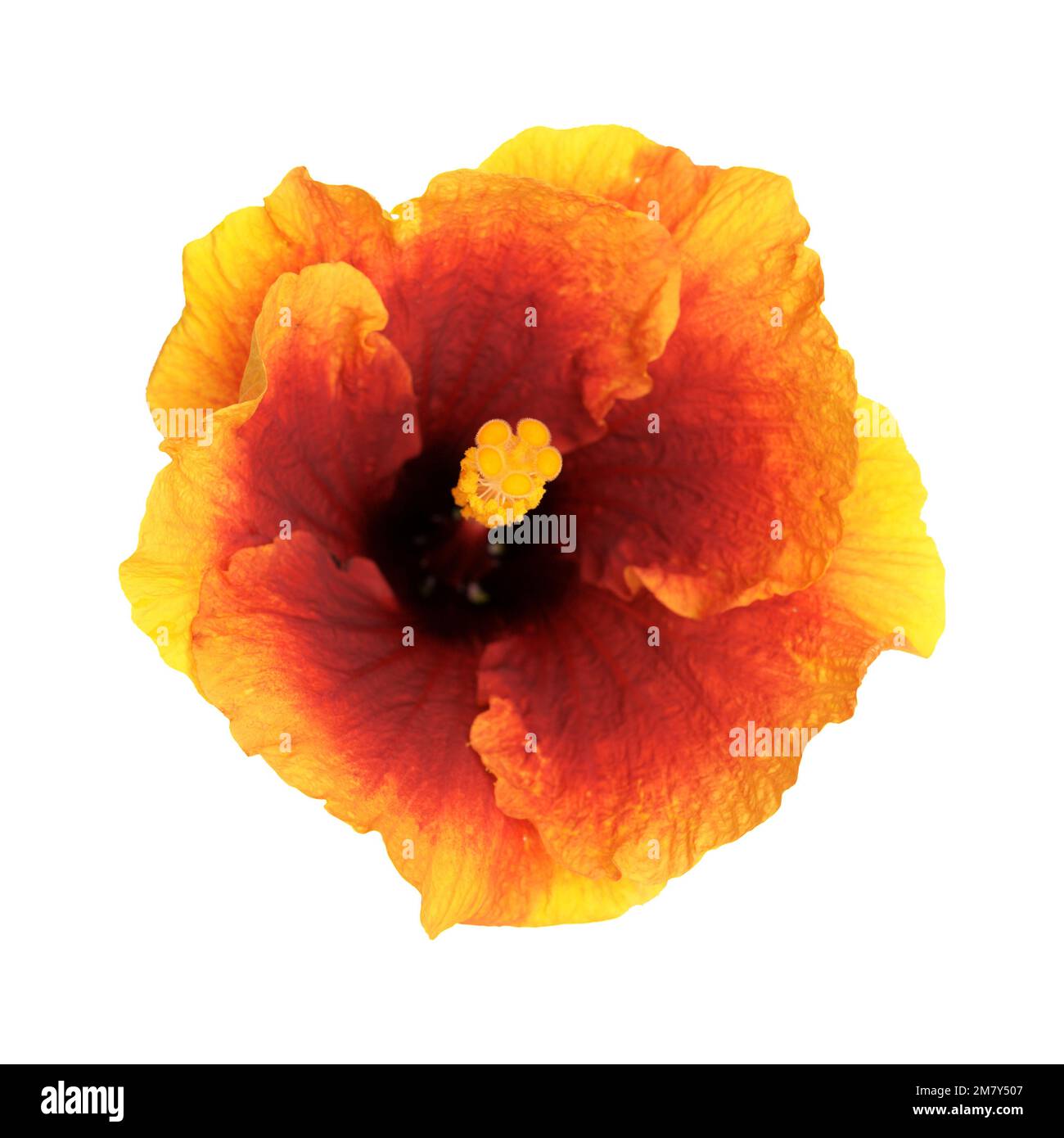 Beautiful yellow hybrid Hibiscus rosa-sinensis aka Chinese hibiscus ...