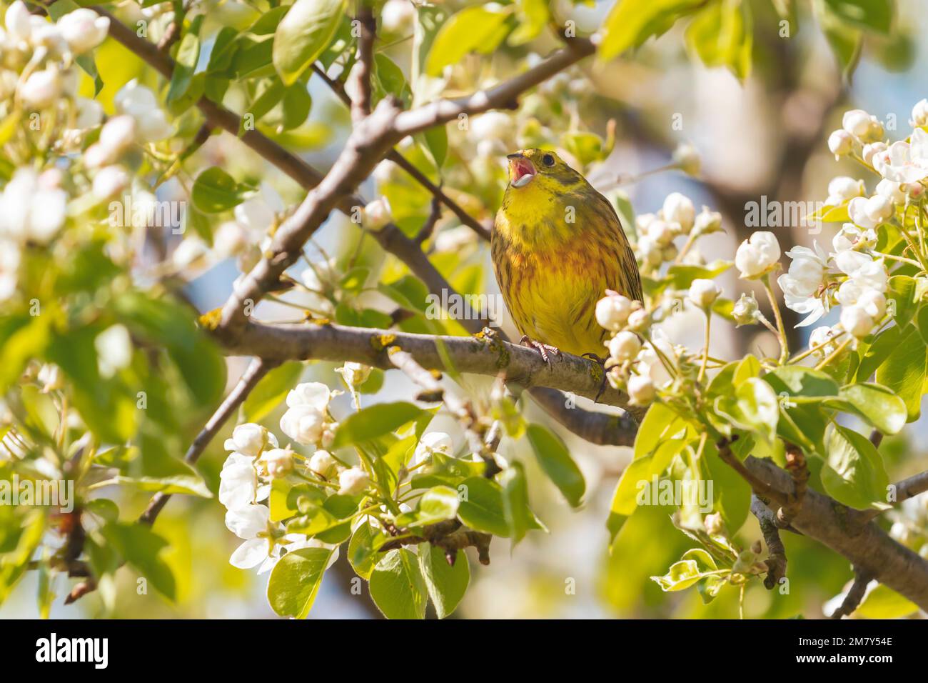 Close up male yellowhammer hi-res stock photography and images - Alamy