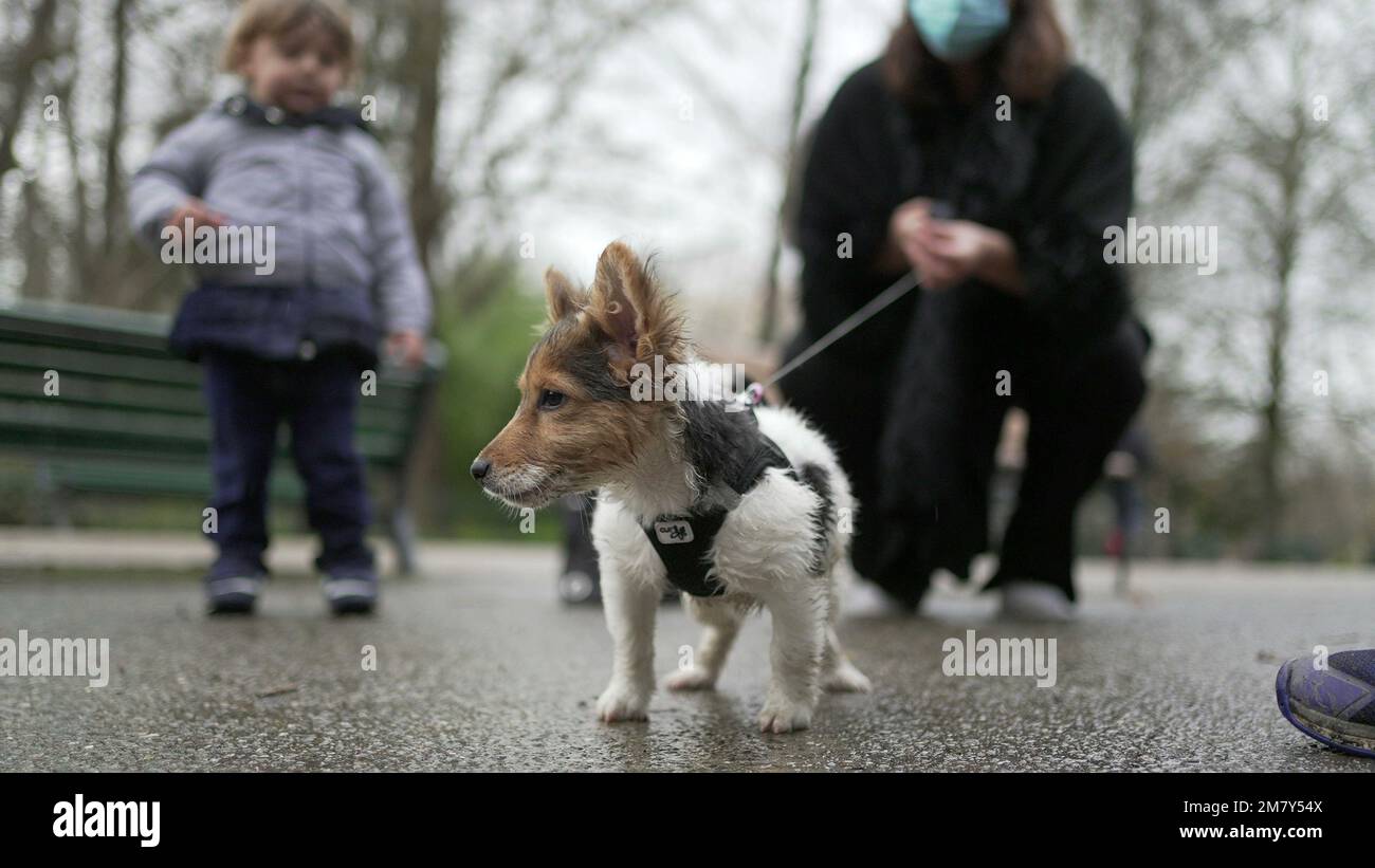 Little cute puppy dog playing outside at park wearing leash2 Stock ...