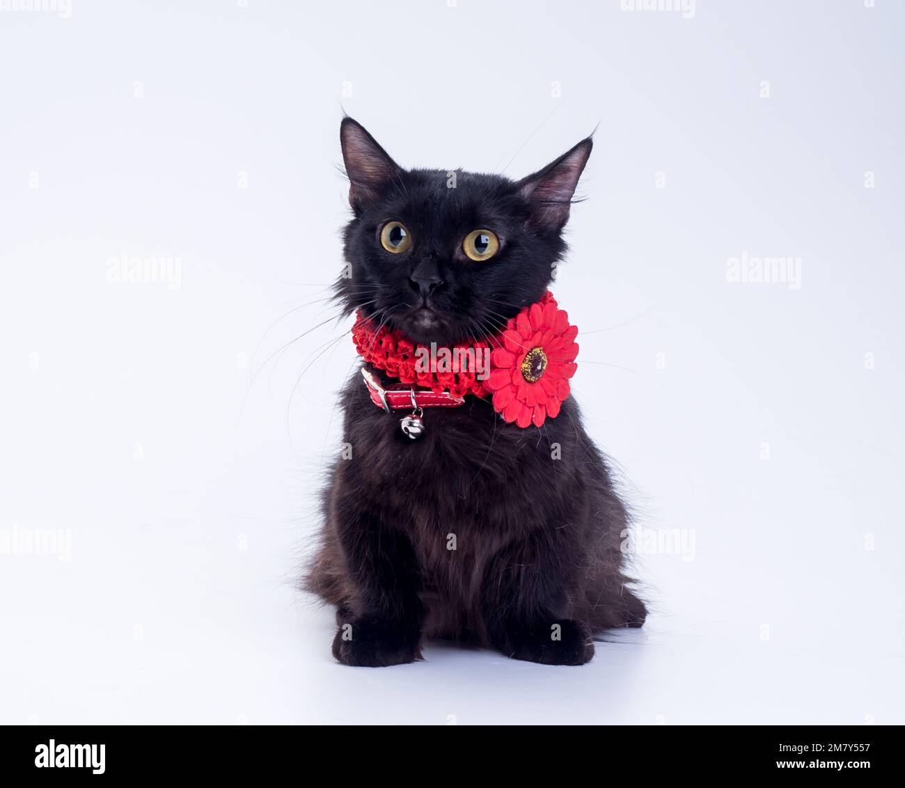 Black short legged Munchkin cat in a red collar with a flower looks at ...